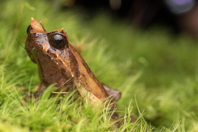Żaba rogata - pielęgnacja i hodowla krok po kroku